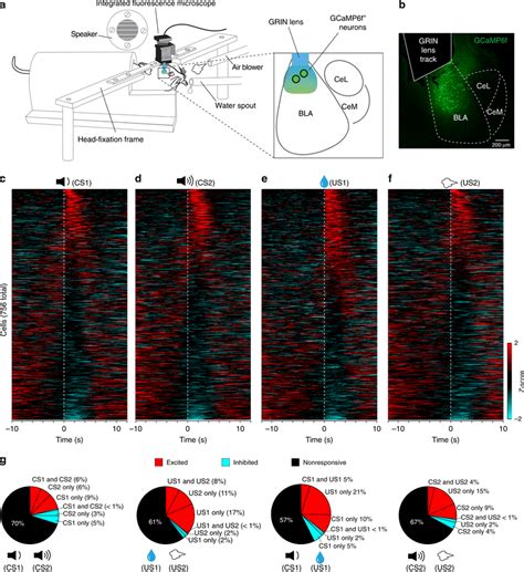 The Innate Responses Of Bla Neurons To Css And Uss A A Schematic Of