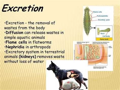 Harlingen High School South Biology Department Ppt Video Online Download