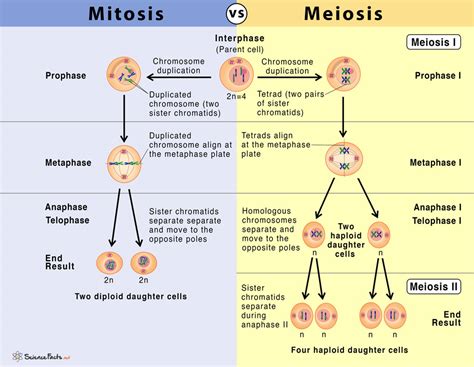 Meiosis And Mitosis Diagram Phases Meiosis Ii