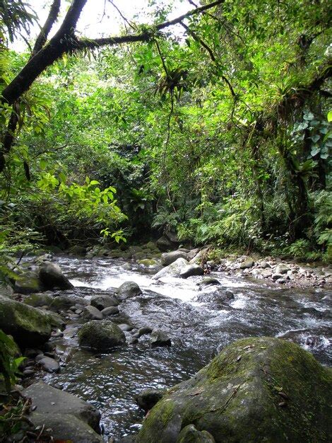 Premium Photo Trees Growing By Stream In Forest