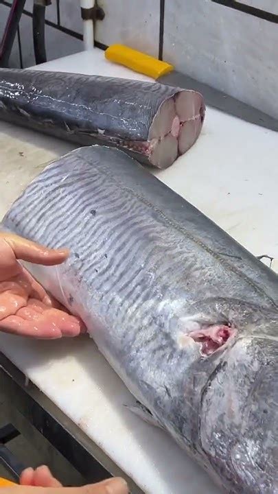 ماهی شیر اینه جز این باشه دیگه شیر نیست اینو میگم چون خیلی از ماهی هارو