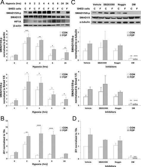 The Bmp Signaling Pathway Is Regulated By The Cellular Response To