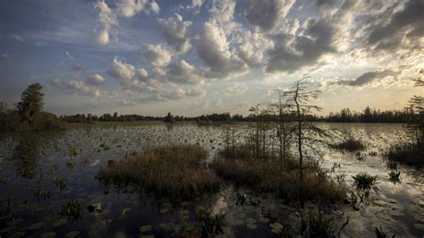 Rena Ann Peck On Linkedin Georgia Issues Draft Permits For Controversial Mine Near Okefenokee