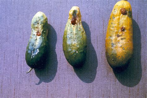 Angular Leaf Spot Cucumber Plantsdb