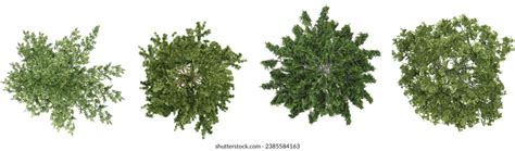 Set Jungle Pinuspinus Strobuscedrus Deodaraacer Platanoides Stock