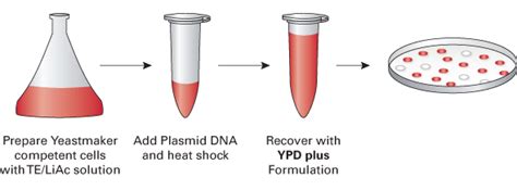 Yeast Transformation Kit And Carrier DNA