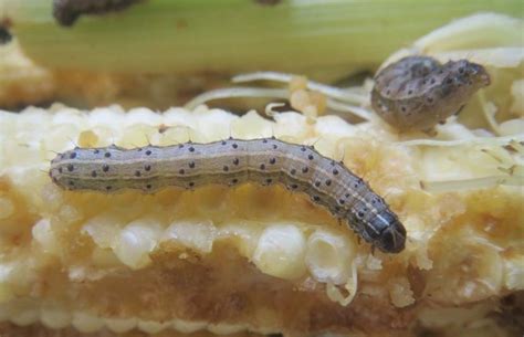 Artikel Parasitoid Trichogramma Sp