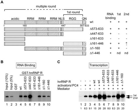 A Schematic Diagram Of The Domain Structure Of Hnrnp R And Its