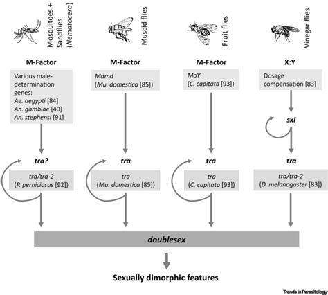 Sex Sorting For Pest Control Its Raining Men Trends In Parasitology