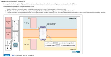 Solved The Glucose Sodium Cotransporter In Many Animal