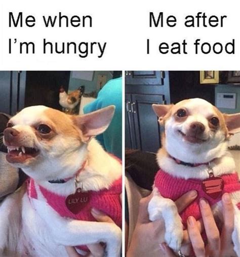 Hungry Memes And Funny Food Humor