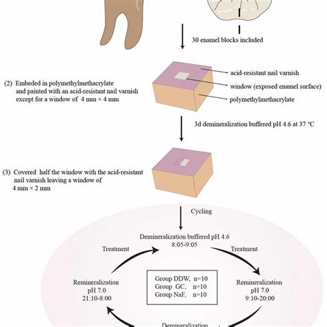 The Flowchart Of The Experimental Procedure Download Scientific Diagram