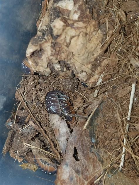 Clown Sex Safe For Work Risopods