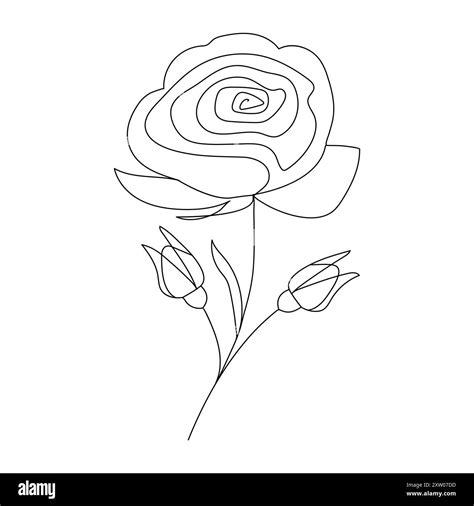 Continuous Single One Line Rose Design Hand Drawn Drawing Roses Line