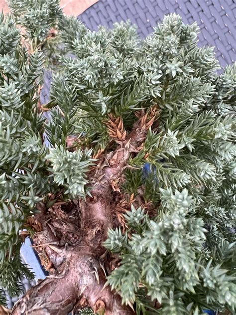 Juniper Foliage Browning R Bonsaicommunity