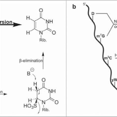 Reaction Of Carbodiimides With Pseudouridine And Uridine Top Download Scientific Diagram