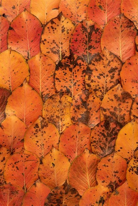 Fall Foliage Pattern Stock Image Image Of Pattern Season 288003511