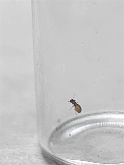 Identification Pls Rbedbugs