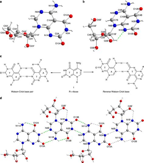 Structures Of Two Monomeric Conformers And The Base Pair Motifs Between Download Scientific