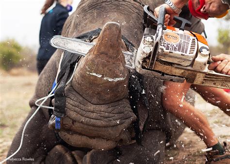 Removing Rhino Horns To Prevent Poaching