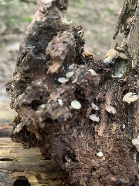 Tatraea Macrospora Mushrooms Of Ct