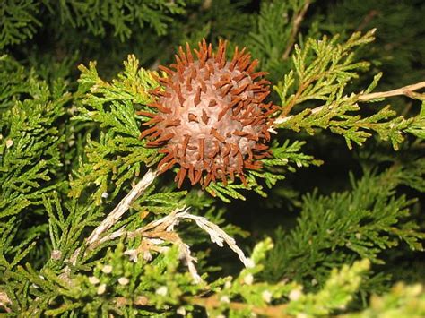 Cedar Apple Rust Fungus Steemit