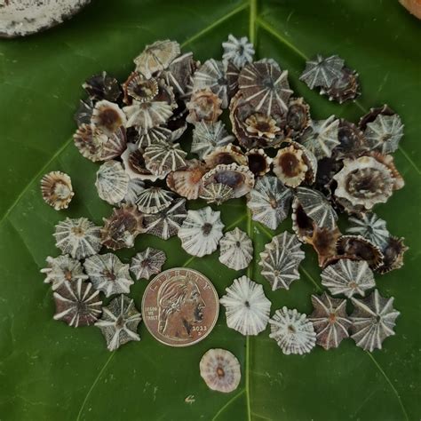 Limpet Shells Beach Shells Hawaiian Limpet Shells Kauai Limpet Shells