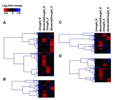 Hierarchical Clustering Of Drought Responsive Transcription Factors In