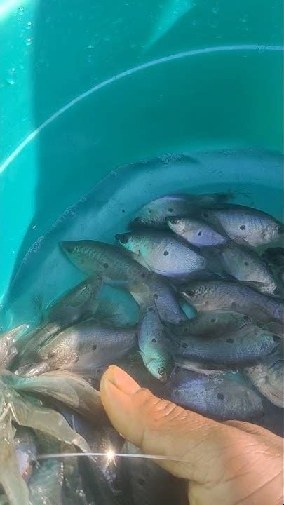 Fish Tilapya Youtube