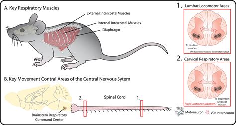 Spinal Circuits For Breathing Simon A Sharples Phd