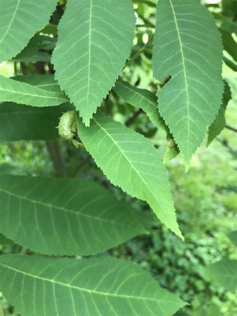 What Are These Pustules Growing On Locust Tree Spines Go Through The