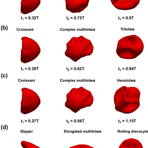 The Emergence Of Complex Shapes Induced By Different Inlet Sinusoidal