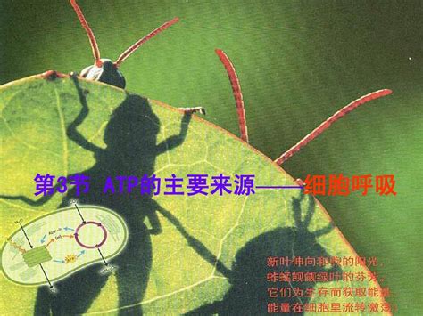 高中生物必修一人教版细胞呼吸课件word文档在线阅读与下载无忧文档