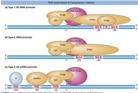 Genetics Rna Eukaryotes Flashcards Quizlet