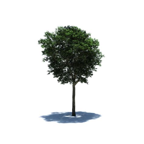 Premium Psd Standalone Tree