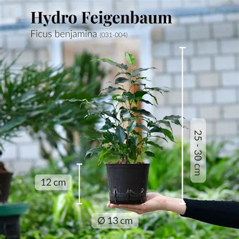 Ficus Pflanzen Online Kaufen Große Auswahl Bei Green Me Up
