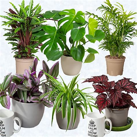 House Plants Indoor Mix Of 6 Real House Plants In 13cm Growers Pots