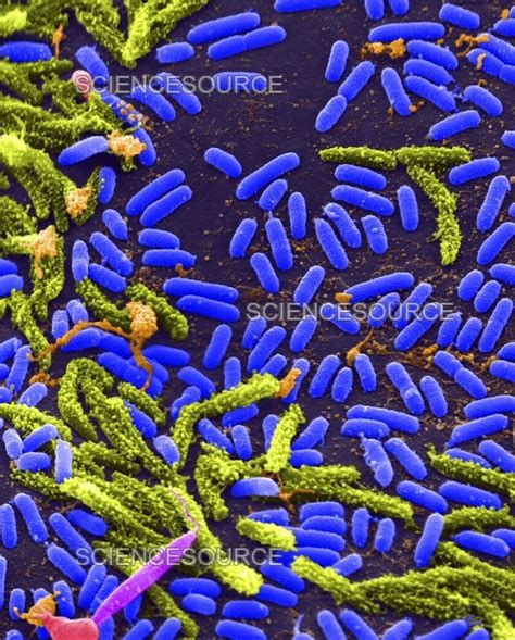 Vibrio Bacteria Sem Stock Image Science Source Images