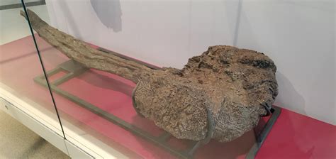 Ankylosaurus Fossil