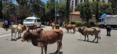 Ethiopian Dj የኢትዮጵያ ሙዚቃ Added Ethiopian Dj የኢትዮጵያ ሙዚቃ