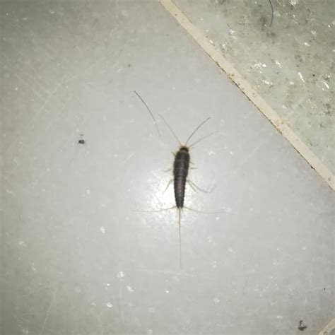 Insects Id Long Tailed Silverfish Ctenolepisma Longicaudata