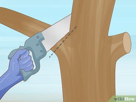 How To Trim An Orange Tree Simple Pruning Guide