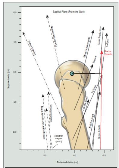 Are The Psoas And Iliacus The Only Hip Flexors Above 90 Degrees