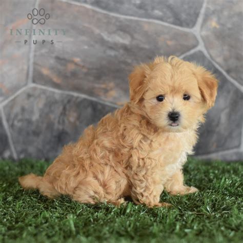 Malti Poo Puppies For Sale Cute Smart And Healthy Vip Puppies