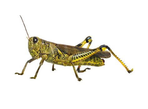 Finding Your Inner Grasshopper Embracing The Spiritual Meaning And