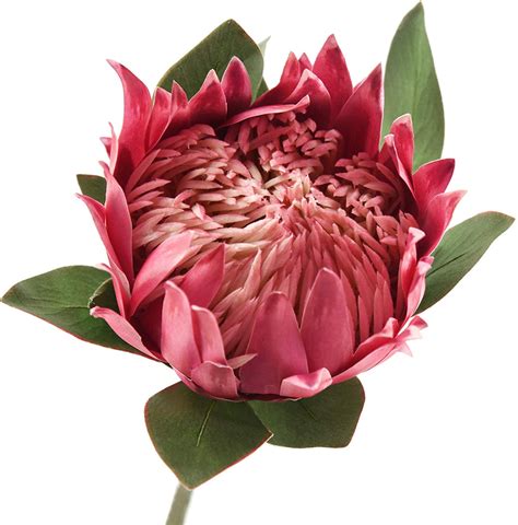 Pin På Proteas
