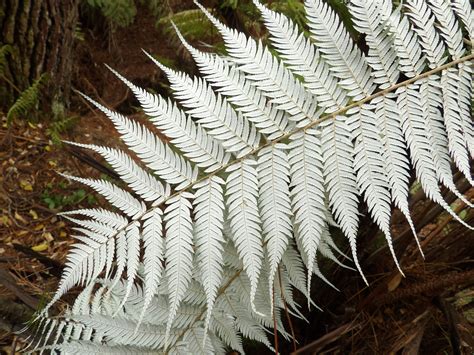 The Silver Fern A Symbol Of New Zealands Identity