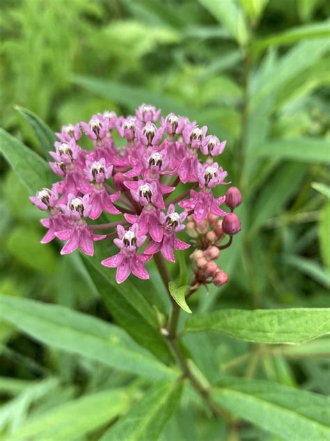 Asclepias Incarnata Our Native Plants