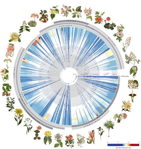 DNA Tree Of Life For Earth S Flowering Plants Mapped In Landmark Study