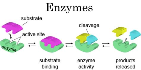 Understanding Enzyme Catalyzed Reactions